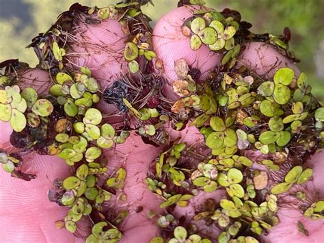 Duckweed Lake Restoration