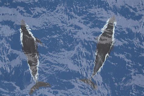 Hourglass Dolphin Facts