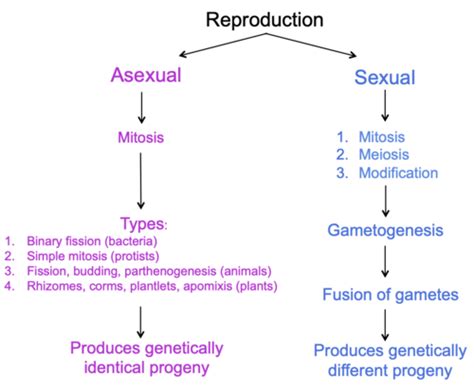 Bio 2 Exam 1 Bio 2 Exam 2 Biology 2 Exam 3 Flashcards Quizlet