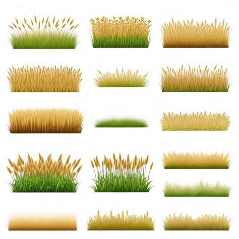 Premium Vector A Collection Of Different Types Of Grass With A White