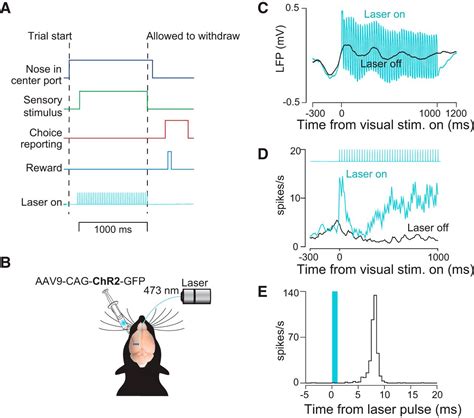 Parietal Cortex Mouse