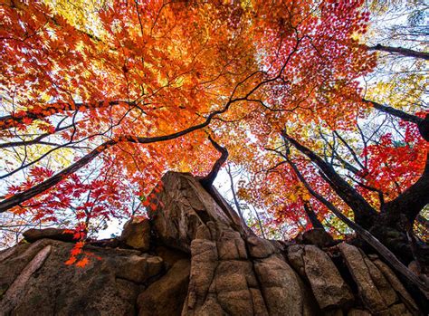 美景赏析 桓仁枫林谷森林公园旅游有限公司