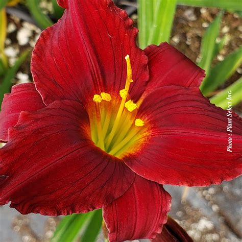 Hemerocallis Ruby De Oro Centre Jardin Cloutier