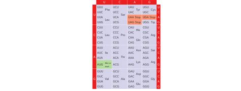 Solved The Diagram Below Shows An Mrna Molecule That Encodes