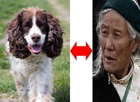 How Old Is English Springer Spaniel In Human Age English Springer Spaniel Age Calculator