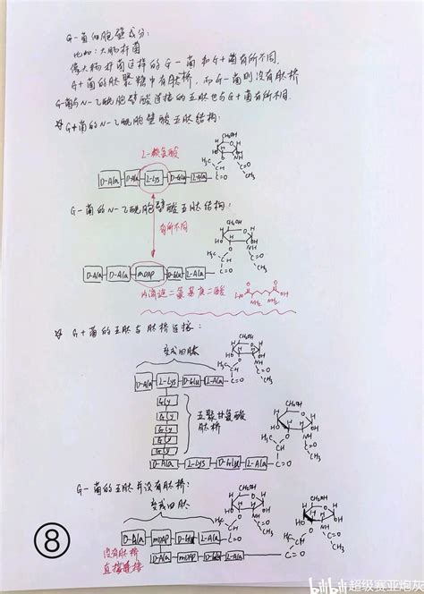 G 金黄色葡萄球菌与g 大肠杆菌的肽聚糖结构的异同以及g 菌外膜结构 哔哩哔哩