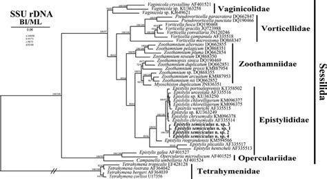 Consensus Tree Constructed From Both Trees Generated By Phylogenetic Download Scientific