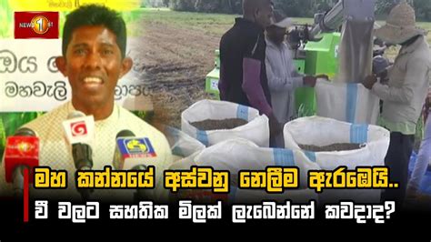 මහ කන්නයේ අස්වනු නෙලීම ඇරඹෙයි වී වලට සහතික මිලක් ලැබෙන්නේ කවදාද Youtube