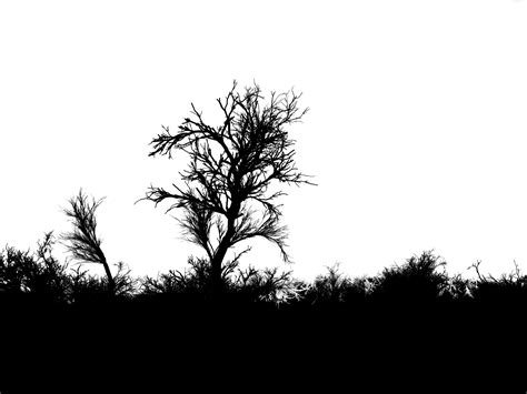 Free Tree Skyline Cliparts Download Free Tree Skyline Cliparts Png