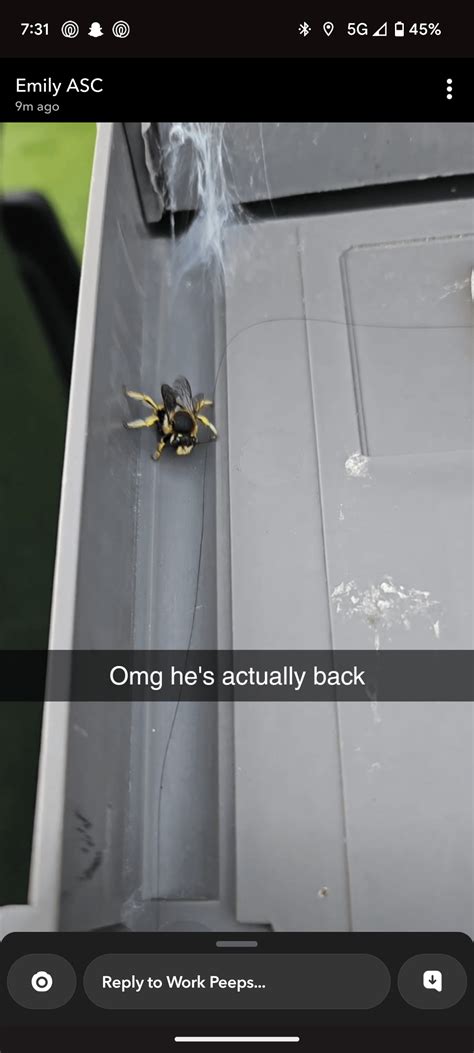 Very Nice Bee Keeps Returning What Is He Rwhatsthisbug