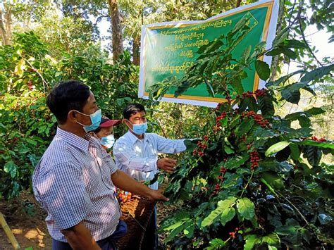 လိပ်သိုမြို့တွင် ကော်ဖီအသီးခူးဆွတ်ခြင်း နည်းပညာပေး ကွင်းသရုပ်ပြပွဲ ပြုလုပ် Information And