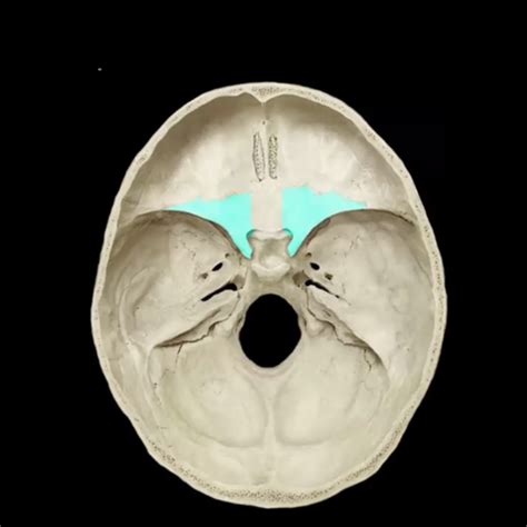 A P Lab Midterm Flashcards Quizlet A P Lab Midterm Flashcards Quizlet