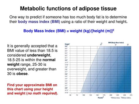 Ppt Metabolic Integration 1 Metabolic Profiles Of Major Organs