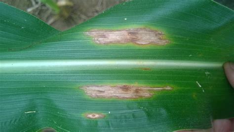 Plant Detection Object Detection Dataset And Pre Trained Model By Project