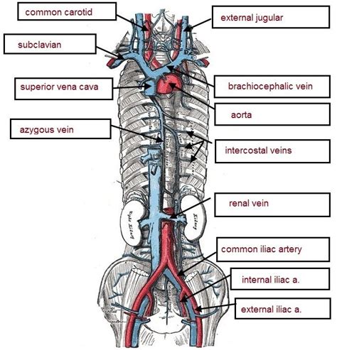 Cat Circulatory System Lab Guide Answer Key Cat Anatomy Vet Medicine Circulatory System