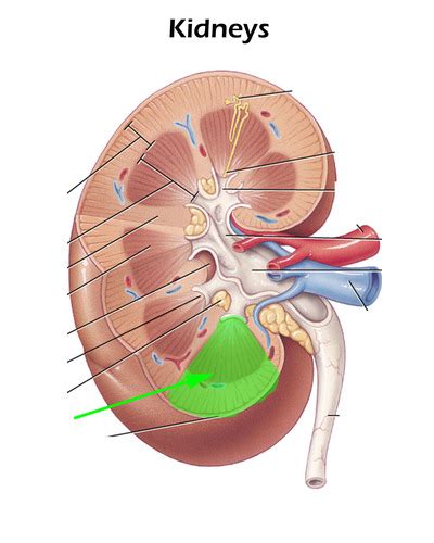 Anatomy Lecture Exam 4 Flashcards Quizlet