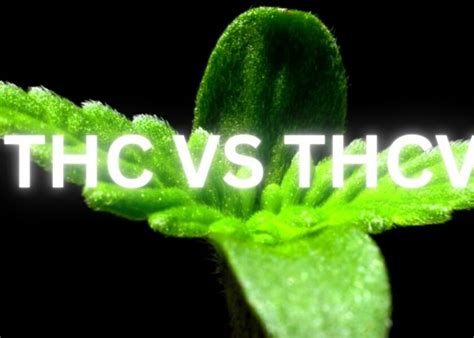 Thcv Vs Thc Key Differences Effects And Benefits