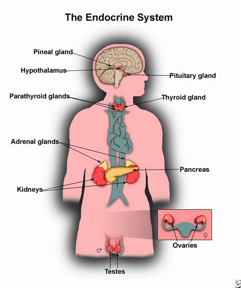 Diagrams For The Endocrine System And Reproductive System Di