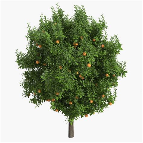 Orange Tree 3d Model 79 3ds C4d Ma Max Free3d