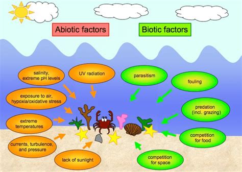 Biotic And Abiotic Ecosystem Drawing