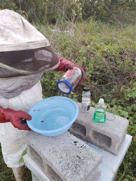 Mentorship Program Update Hive Inspection And Varroa Testing November 2023 Beekeeping In Fiji