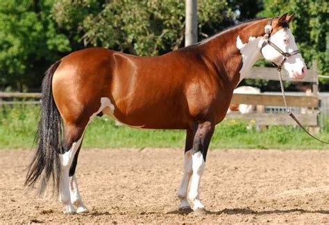 Beautiful Bay Paint Horse
