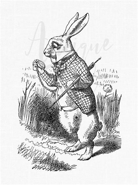 White Rabbit Alice In Wonderland Drawing At