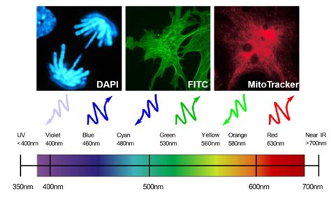What Is A Fluorescence Filter