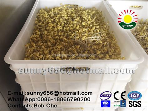 Buy New Bean Sprouts Growing Machine Full Automatic Mung Bean Sprout