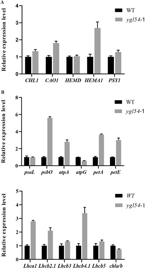 Quantitative Real Time Pcr Analysis Of Genes Associated With A Download Scientific Diagram