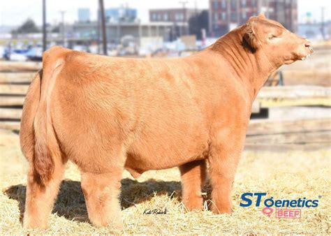 Fur Trader Genesource Llc