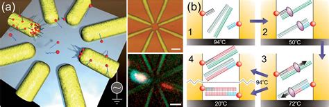 Dna Nanosensors 2012