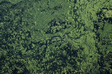 Cyanobacteria Blue Green Algae Pattern On Water Stock Image Image Of