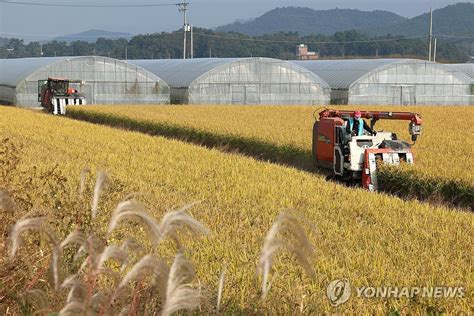 수확하는 가을 농촌 연합뉴스