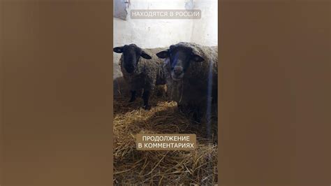 Племенные бараны СУФФОЛК Youtube
