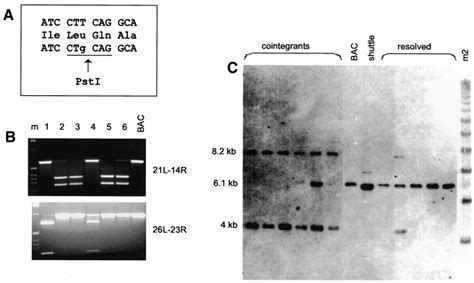 A The Box Shows The Exon Sequence Around The Introduced Nucleotide Download Scientific