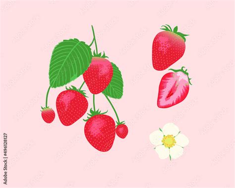 딸기 열매 꽃 벡터 일러스트 Stock Vector Adobe Stock