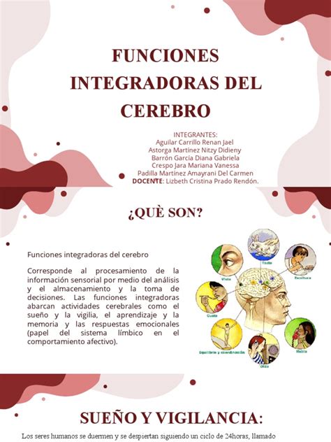 Expo Funciones Integradoras Del Cerebro Pdf Cerebro Dormir