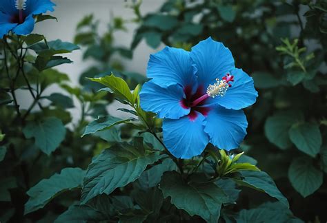 Beautiful Blue Hibiscus Flower In The Garden Nature Background Photo