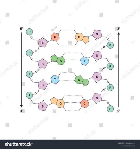 Scientific Designing Watson Crick Dna Model Stock Vector Royalty Free 2229135995 Shutterstock