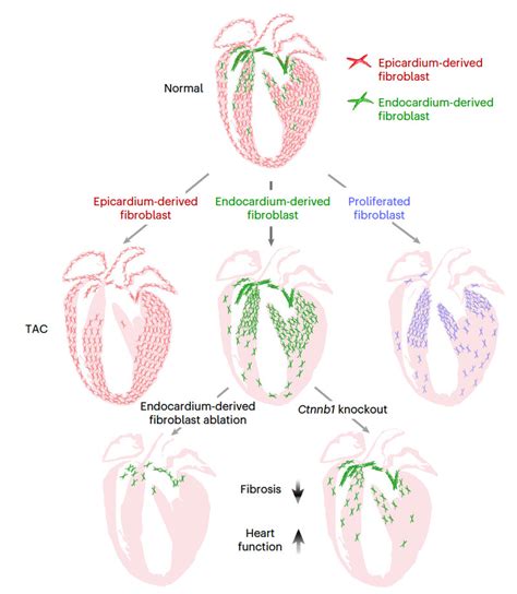 Nature Genetics调控心脏纤维化的细胞与分子机制研究取得新突破