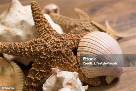 다양한 조개 껍질 수집 모래 달러 콘치 가리비 별 물고기 배경은 거친 나무입니다 0명에 대한 스톡 사진 및 기타 이미지 Istock
