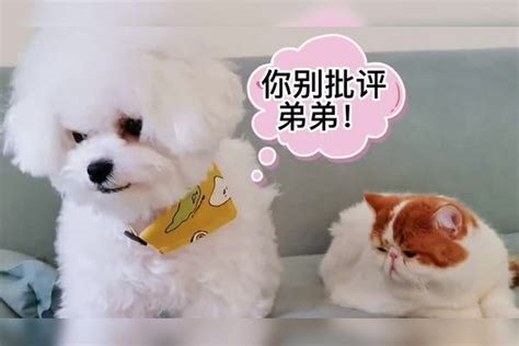 养了狗之后才体会到回家狗子向你奔来的那一份喜悦满眼都是你 满眼