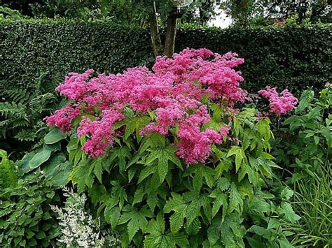 Filipendula Rubra Queen Of The Prairie 10seeds Etsy