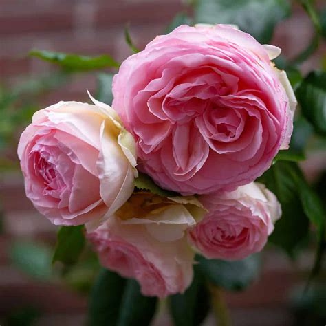 15 Stunning Pink Flowers To Brighten Your Garden Year Round