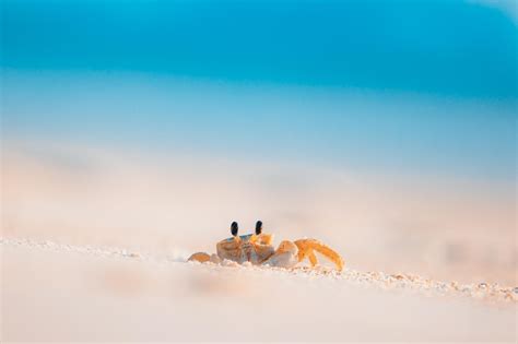 A Floridian Ghost Crab Rflorida