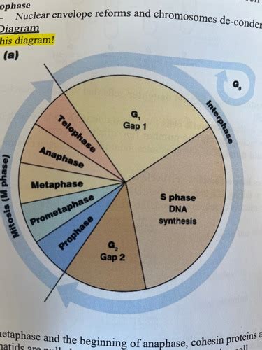Genetics Midterm Flashcards Quizlet