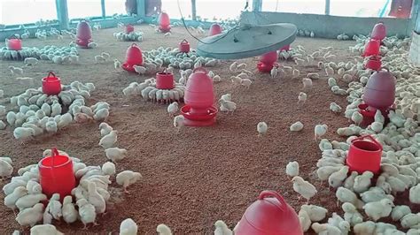 কম খরচে ব্রয়লার মুরগির বাচ্চার খাবারের তালিকা ব্রয়লার মুরগির রোগ ও পরিচর্যা পদ্ধতি ২০ Youtube