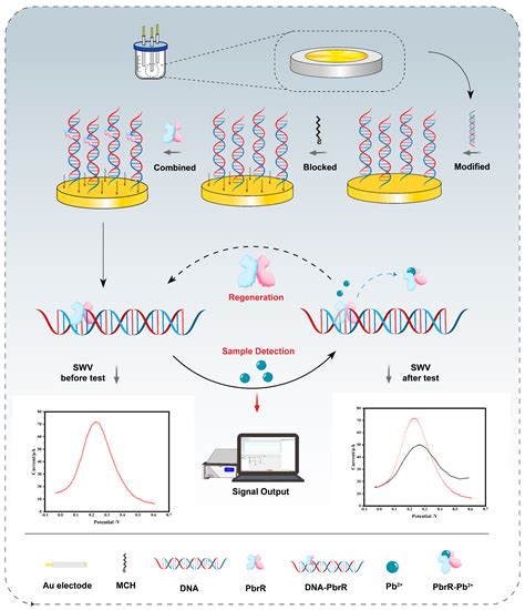 Ultrasensitive Electrochemical Biosensors Based On Allosteric Transcription Factors Atfs For
