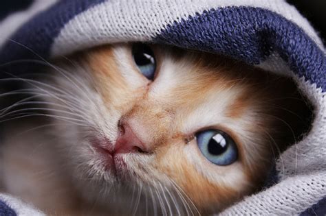 Only 6 Classes On Full Game R Miitopia